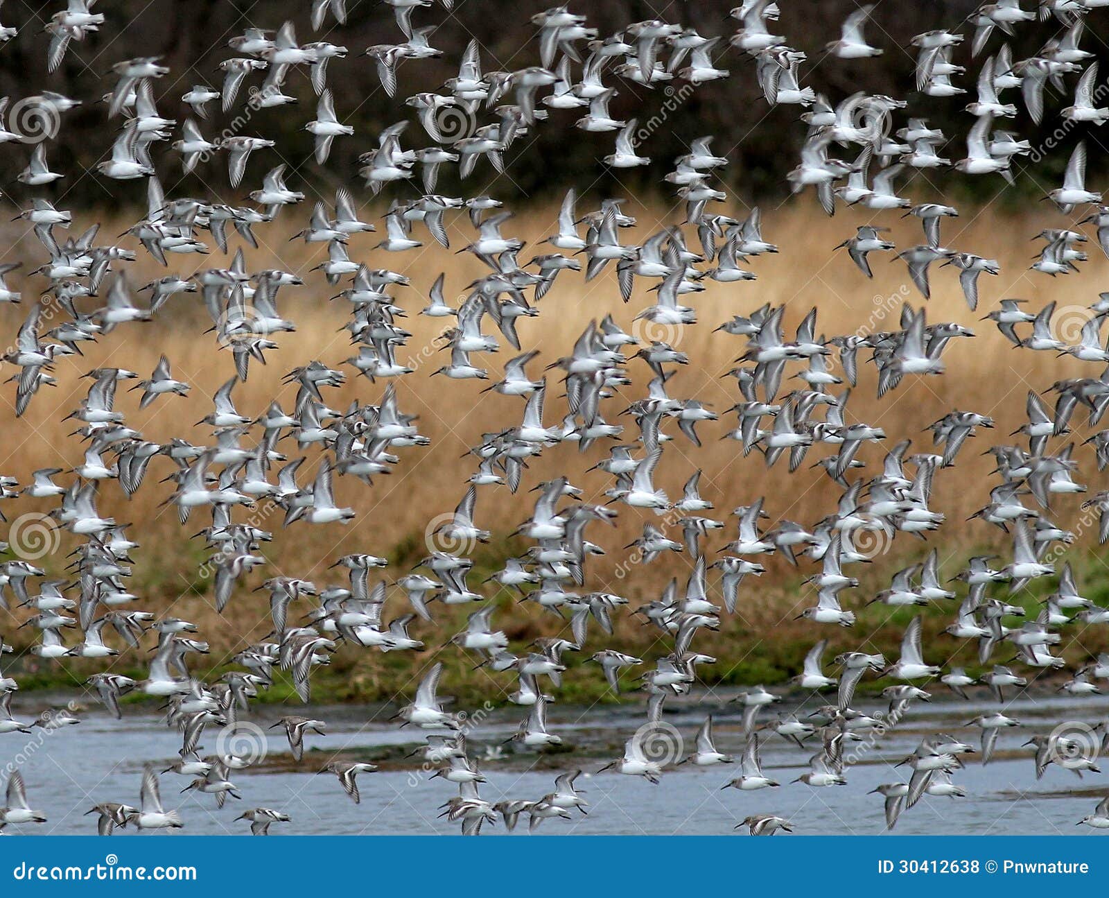 Shorebirds in Flight stock photo. Image of birds, shorebirds - 30412638
