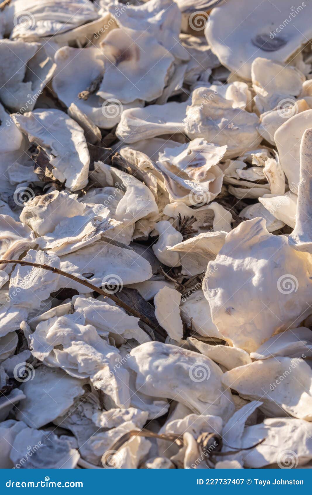 Shoreline Filled with Oyster Shells in Evening Light Stock Image ...