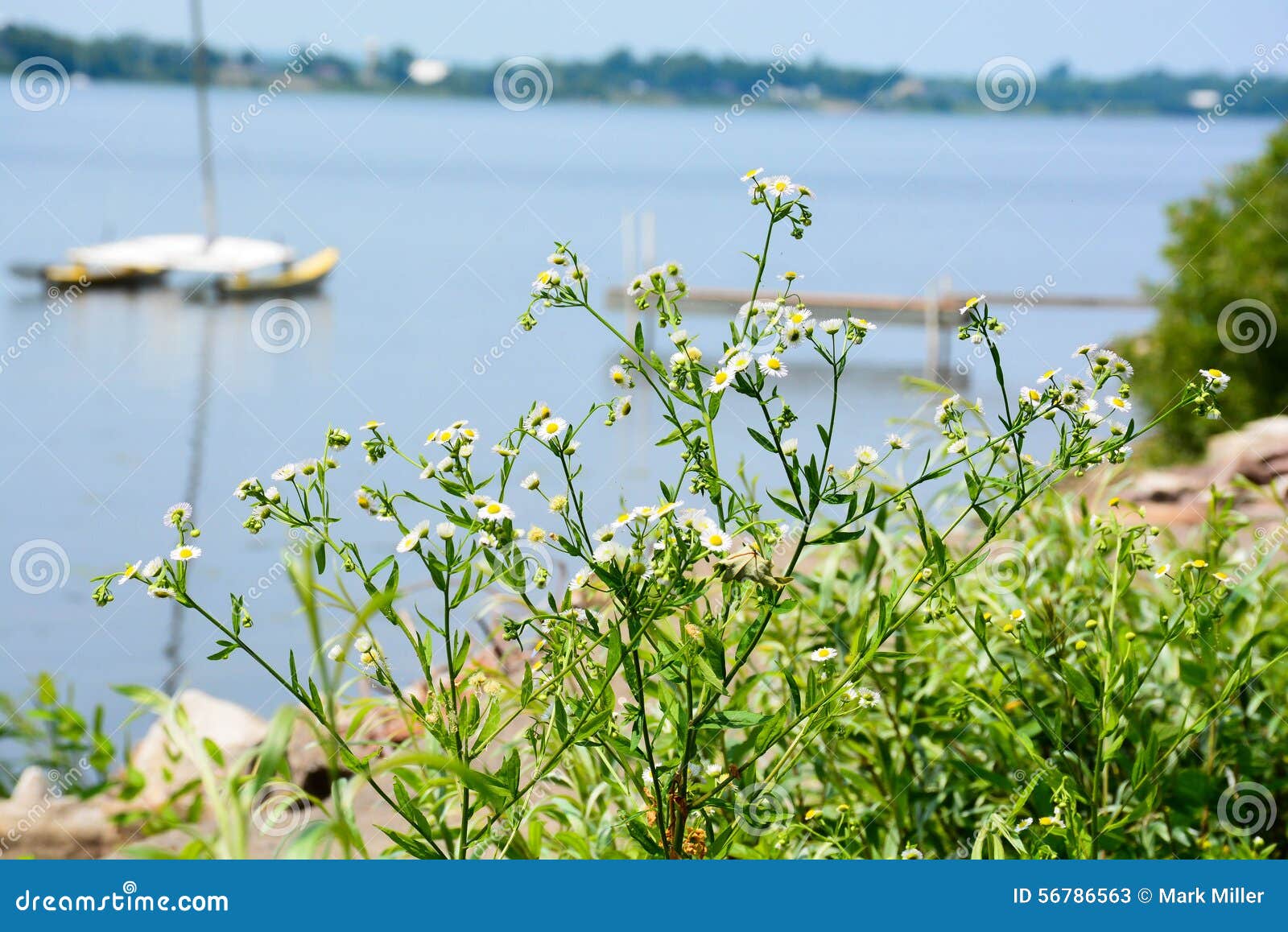 Shoreline flowers stock image. Image of quebec, lake - 56786563