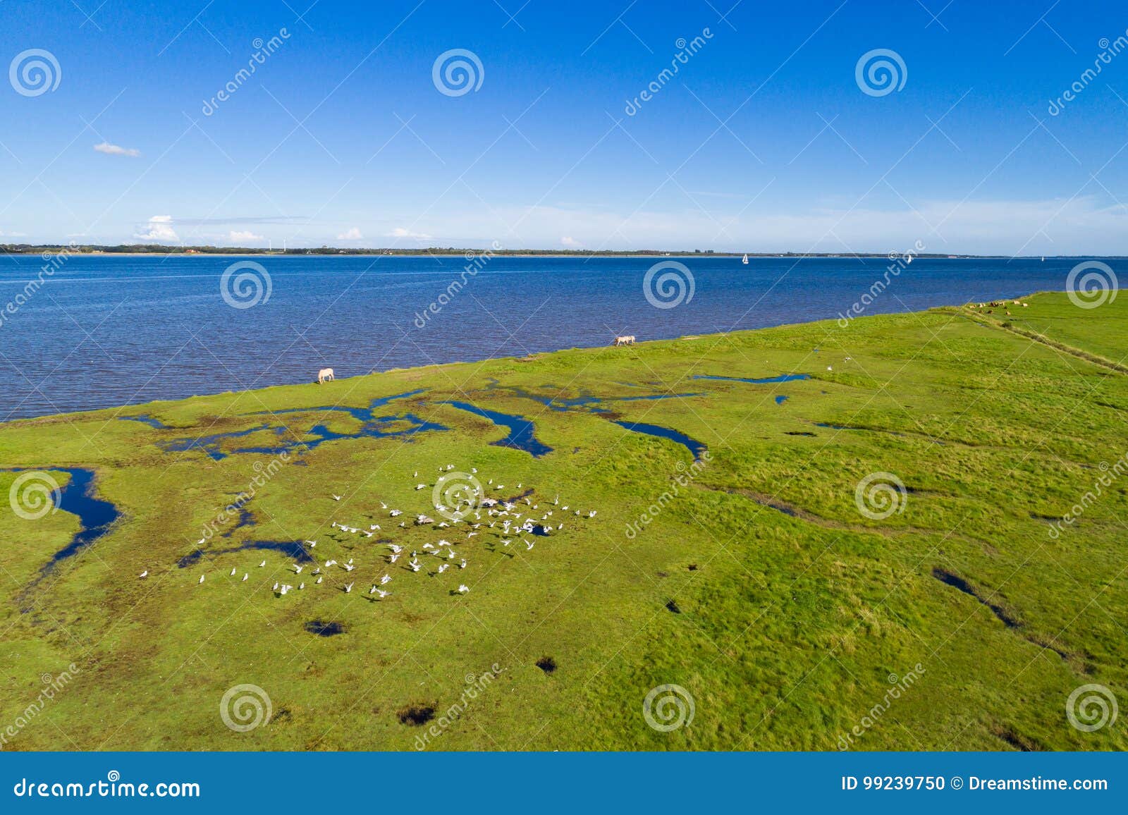 Shoreline and Green Fields with a Blue Sky Stock Photo - Image of beach ...