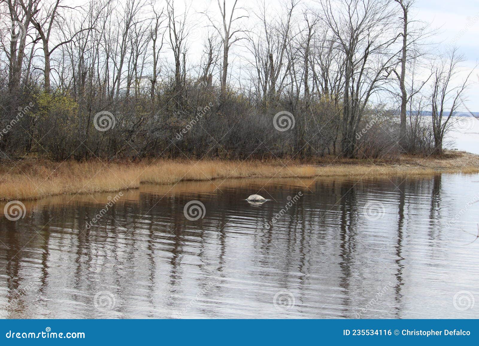 A Shoreline by the River in the Fall Stock Photo - Image of swamp, fall ...