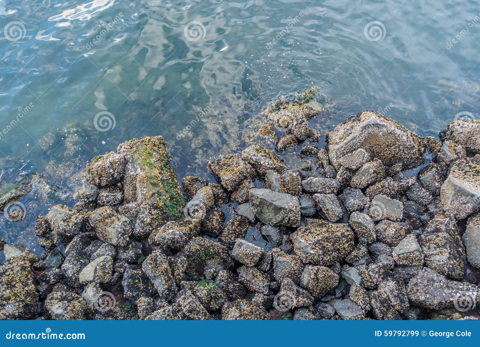 Shoreline Rocks stock image. Image of barnacles, shoreline - 59792799