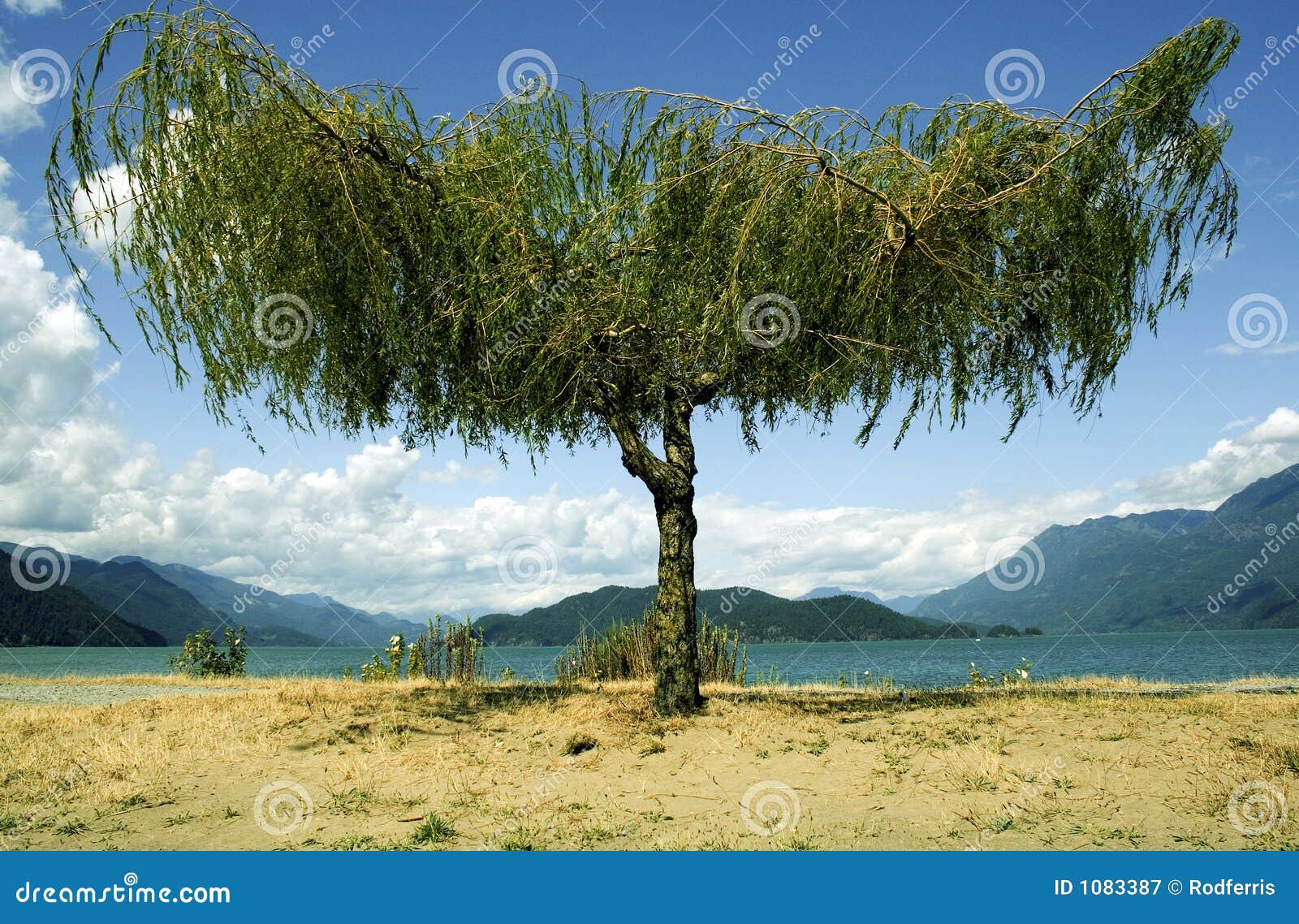 Shoreline Tree Overlooking Mountains Stock Image - Image of water ...