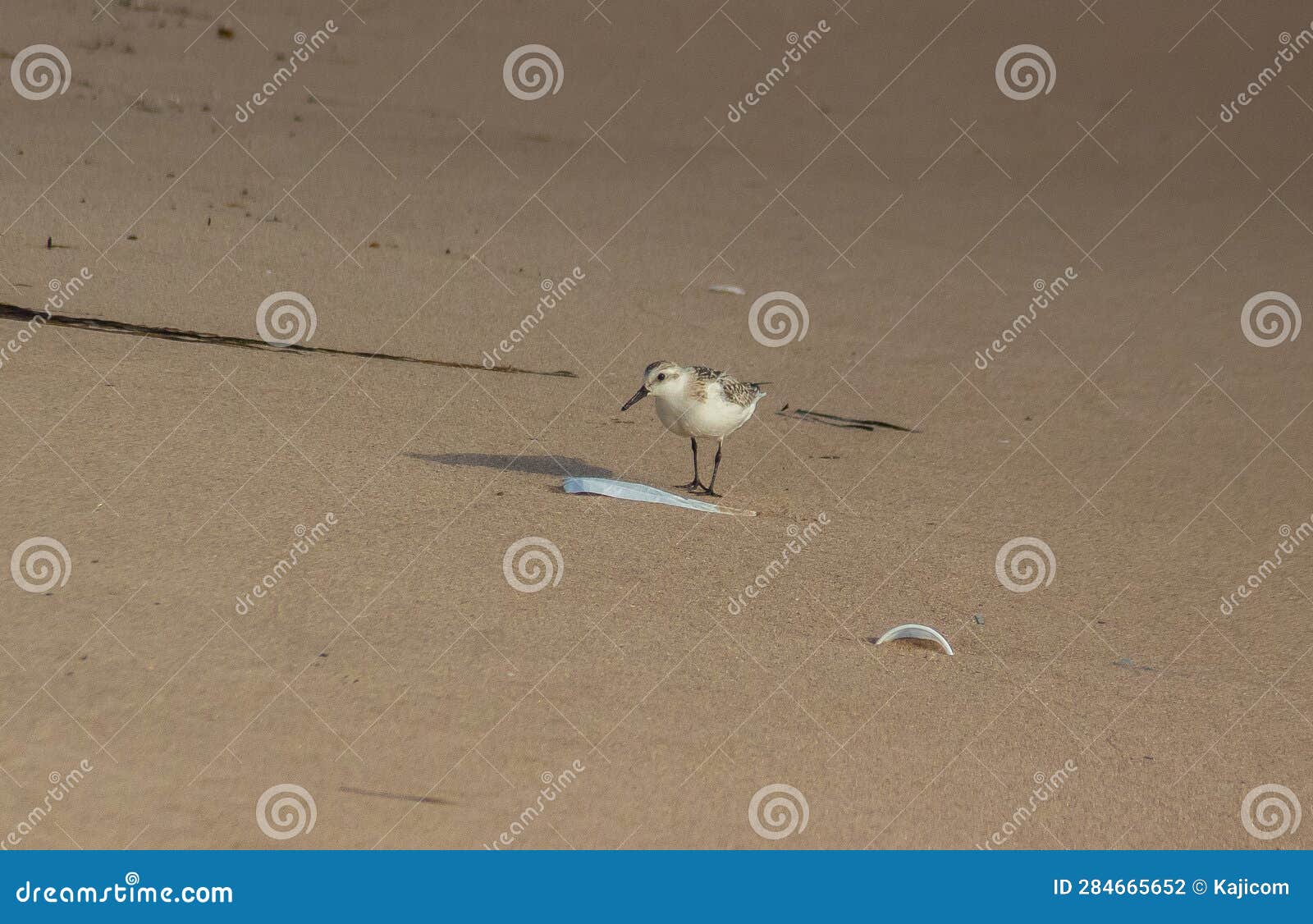 Sanderling Birds On The Shoreline Eating Sand Crabs Royalty-Free Stock ...