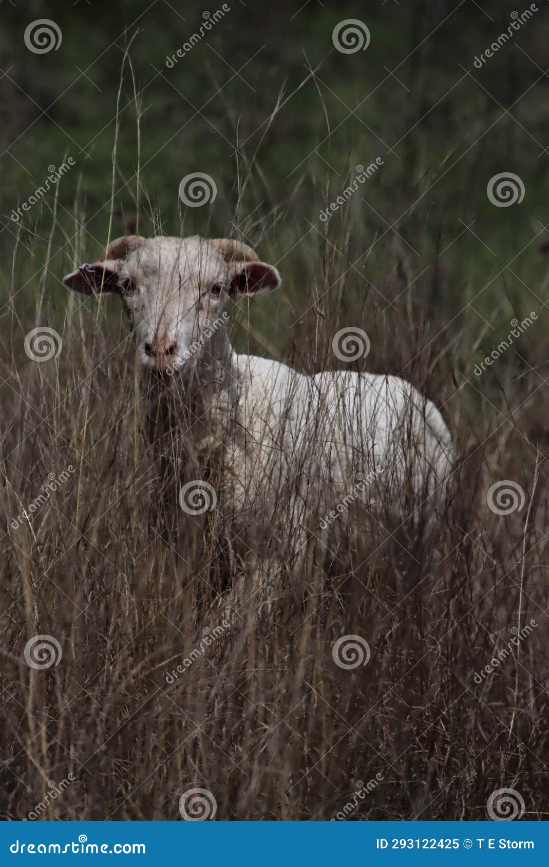 A Sheep Hiding in the Long Grass Stock Image - Image of sheep, shearing ...