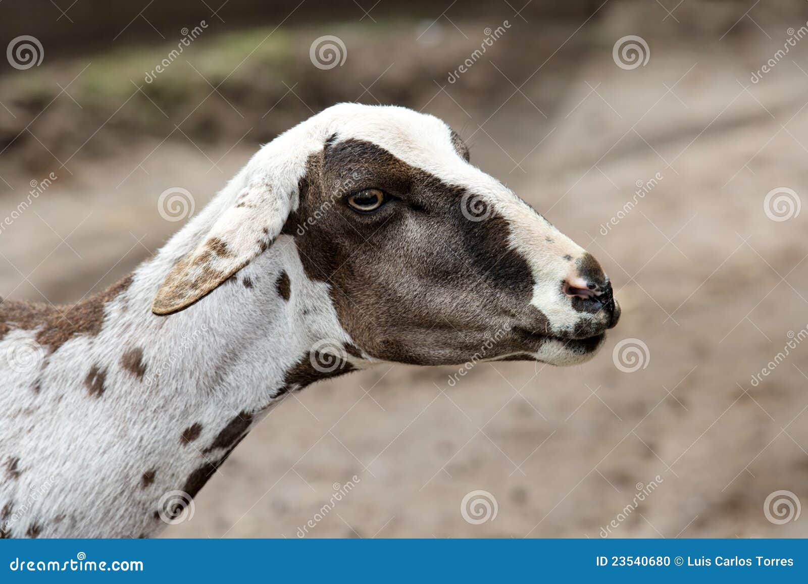 Shorn Sheep And Goats Royalty-Free Stock Photo | CartoonDealer.com ...