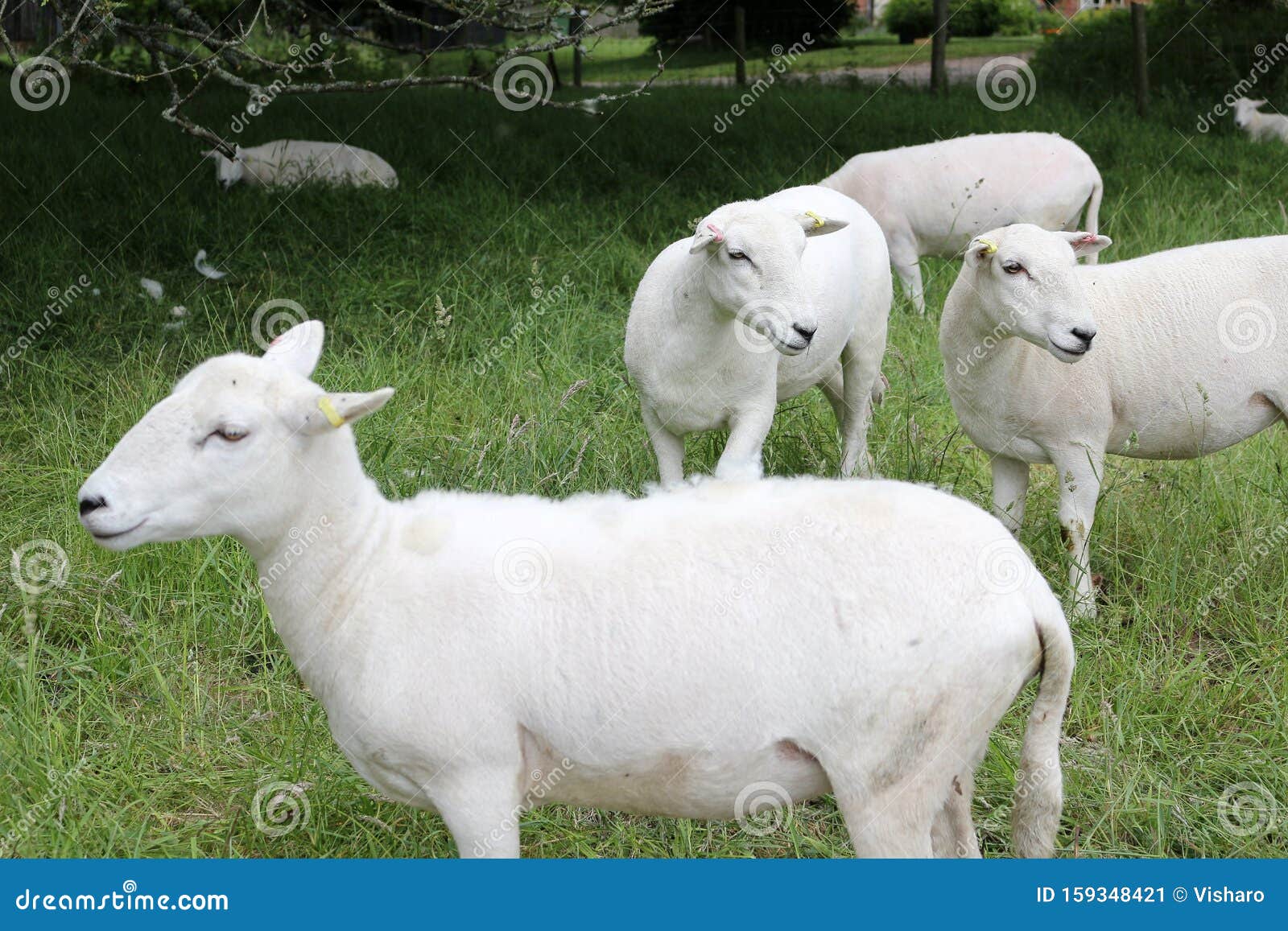 Shorn Sheep Images Clipart