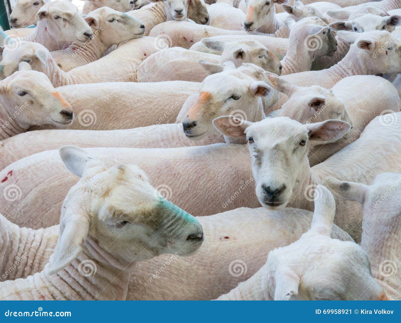Shorn Sheep And Goats Royalty-Free Stock Photo | CartoonDealer.com ...