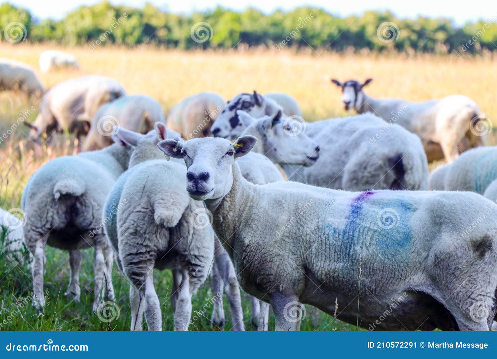 Shorn Sheep in a Field stock image. Image of hedge, sunny - 210572291