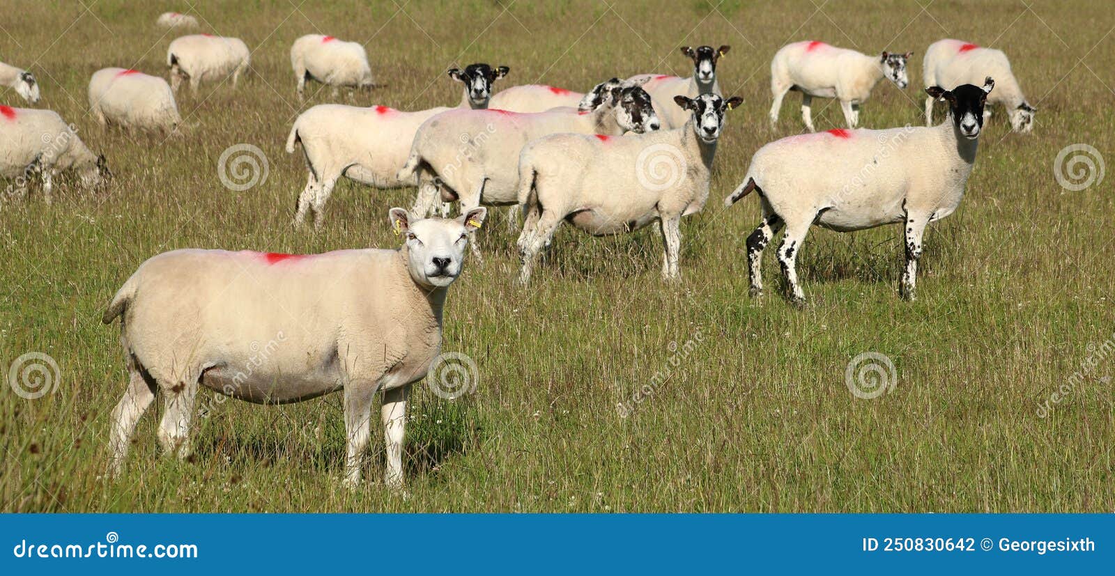 Shorn Sheep in Field Looking at Camera Stock Photo - Image of farm ...