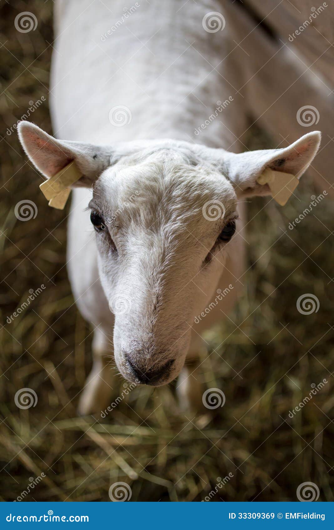 Shorn sheep stock image. Image of agricultural, animals - 33309369