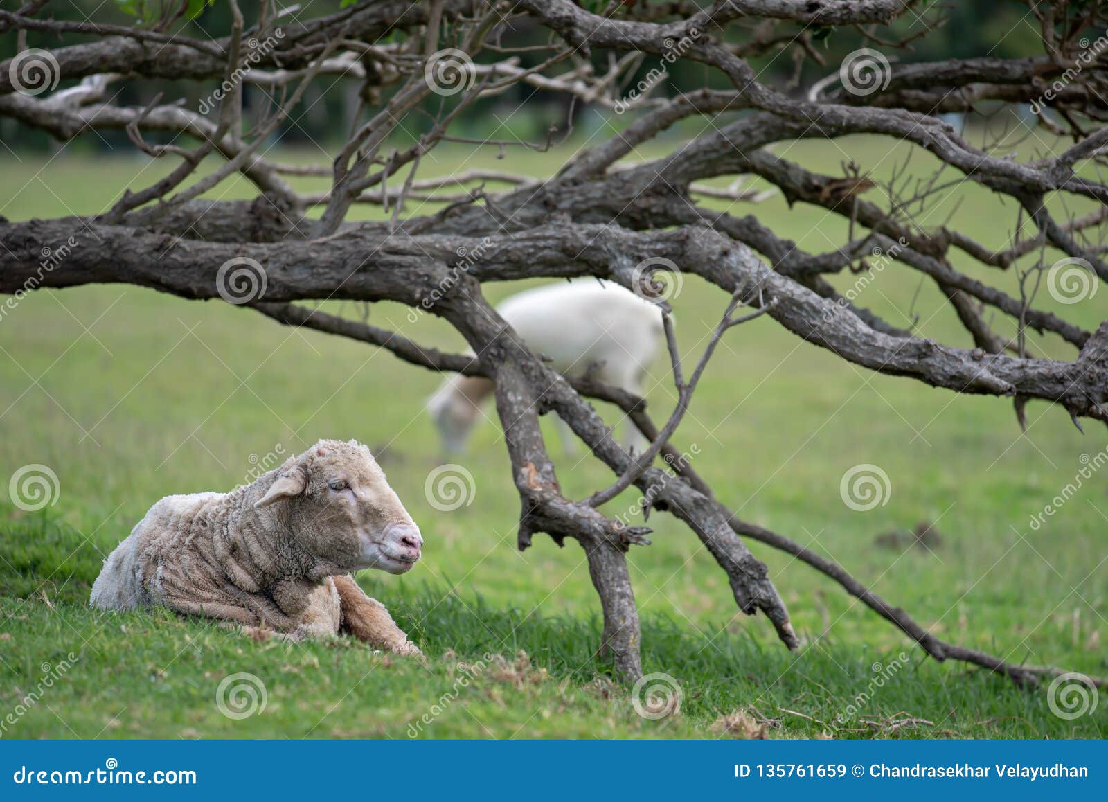 A Shorn Sheep Resting Under a Tree on a Pasture Stock Image - Image of ...