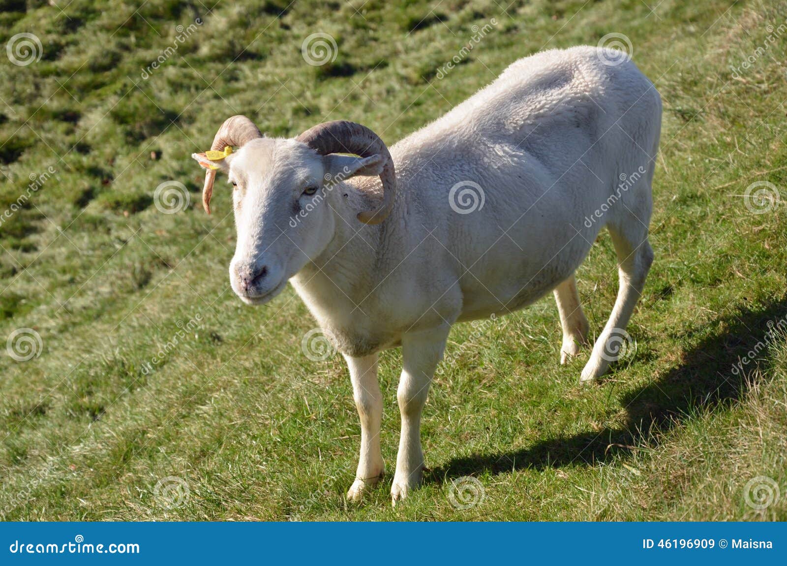 Shorn Sheep stock image. Image of season, alone, scene - 46196909