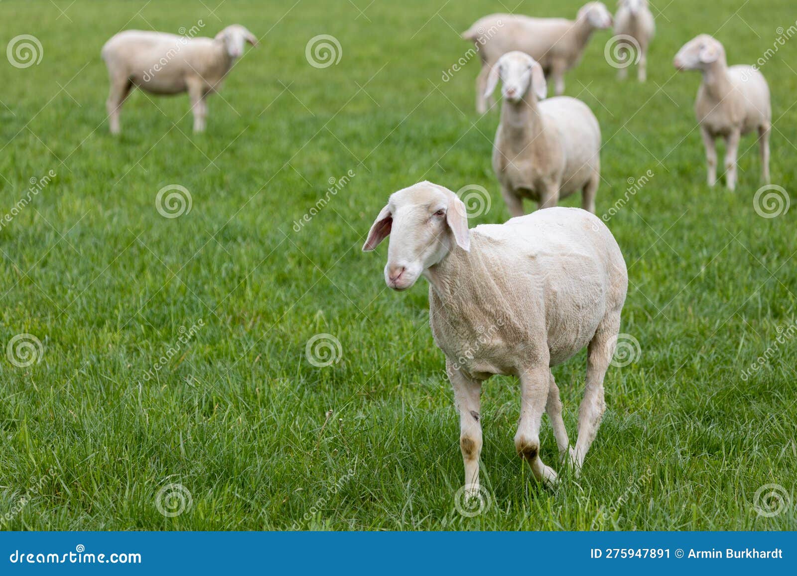 Shorn White Sheeps on the Green Pasture Stock Image - Image of goats ...