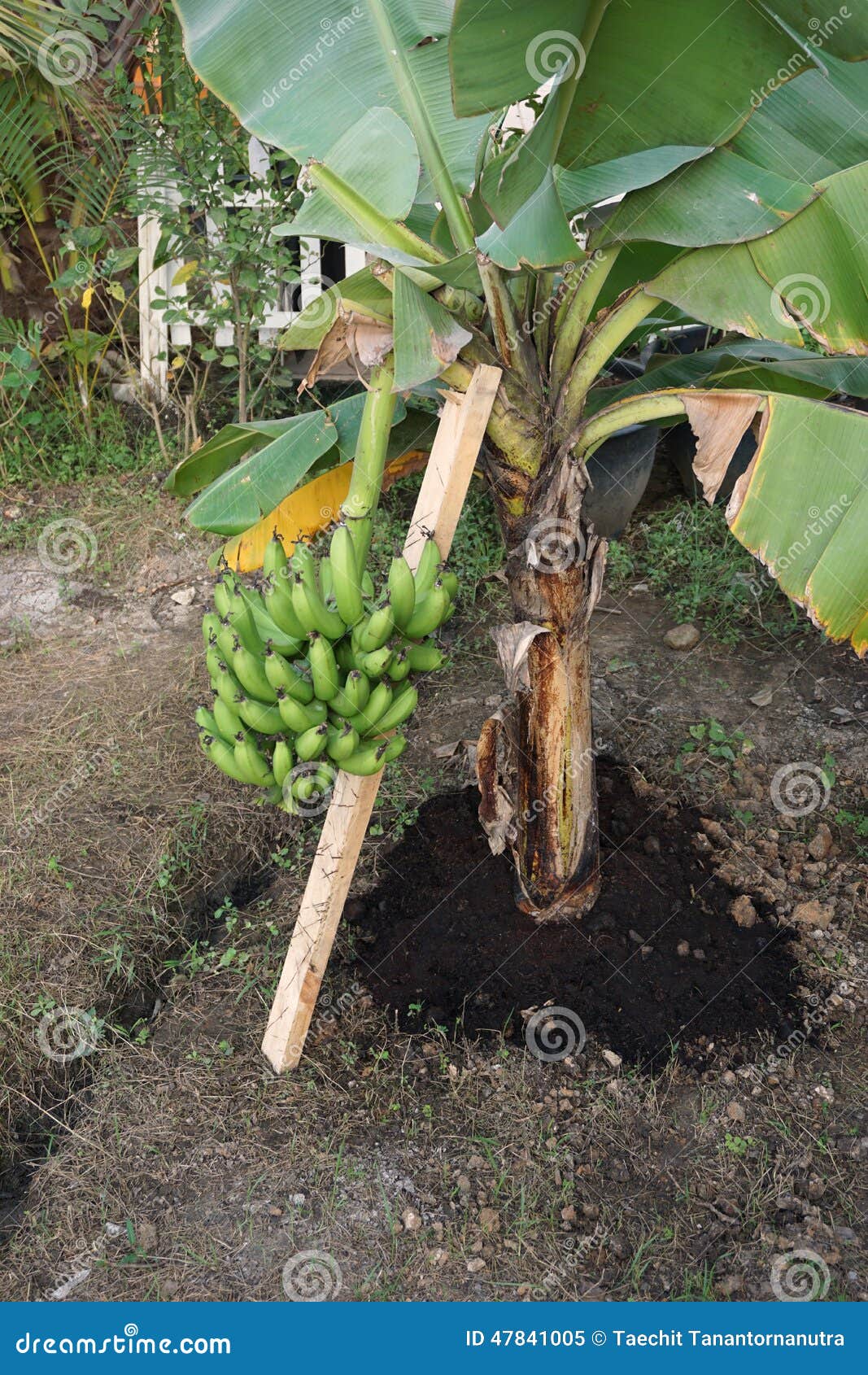 Short Banana Tree with Fruit Stock Image - Image of fresh, lines: 47841005