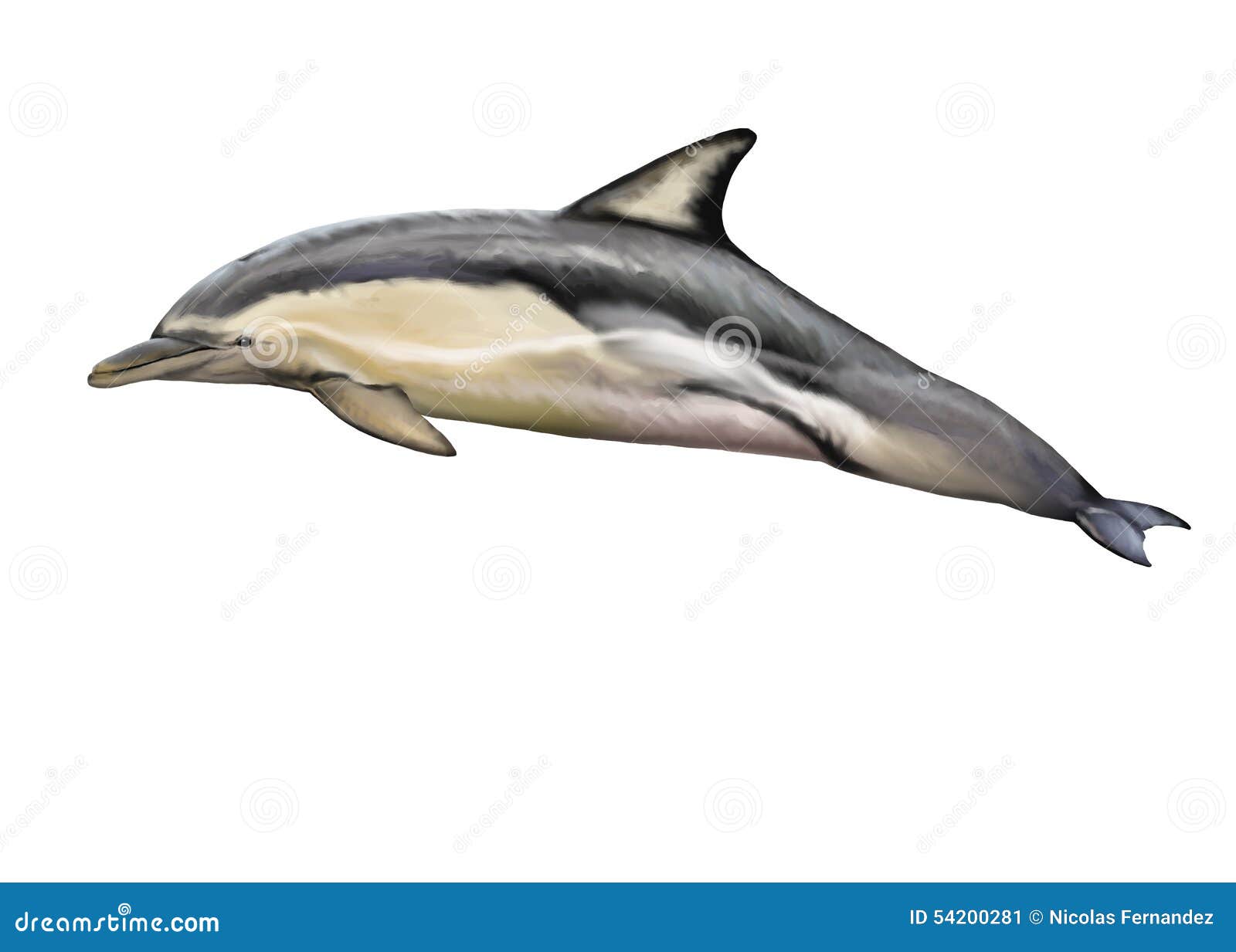 Short Beaked Common Dolphin Cartoon Vector Illustration | CartoonDealer ...
