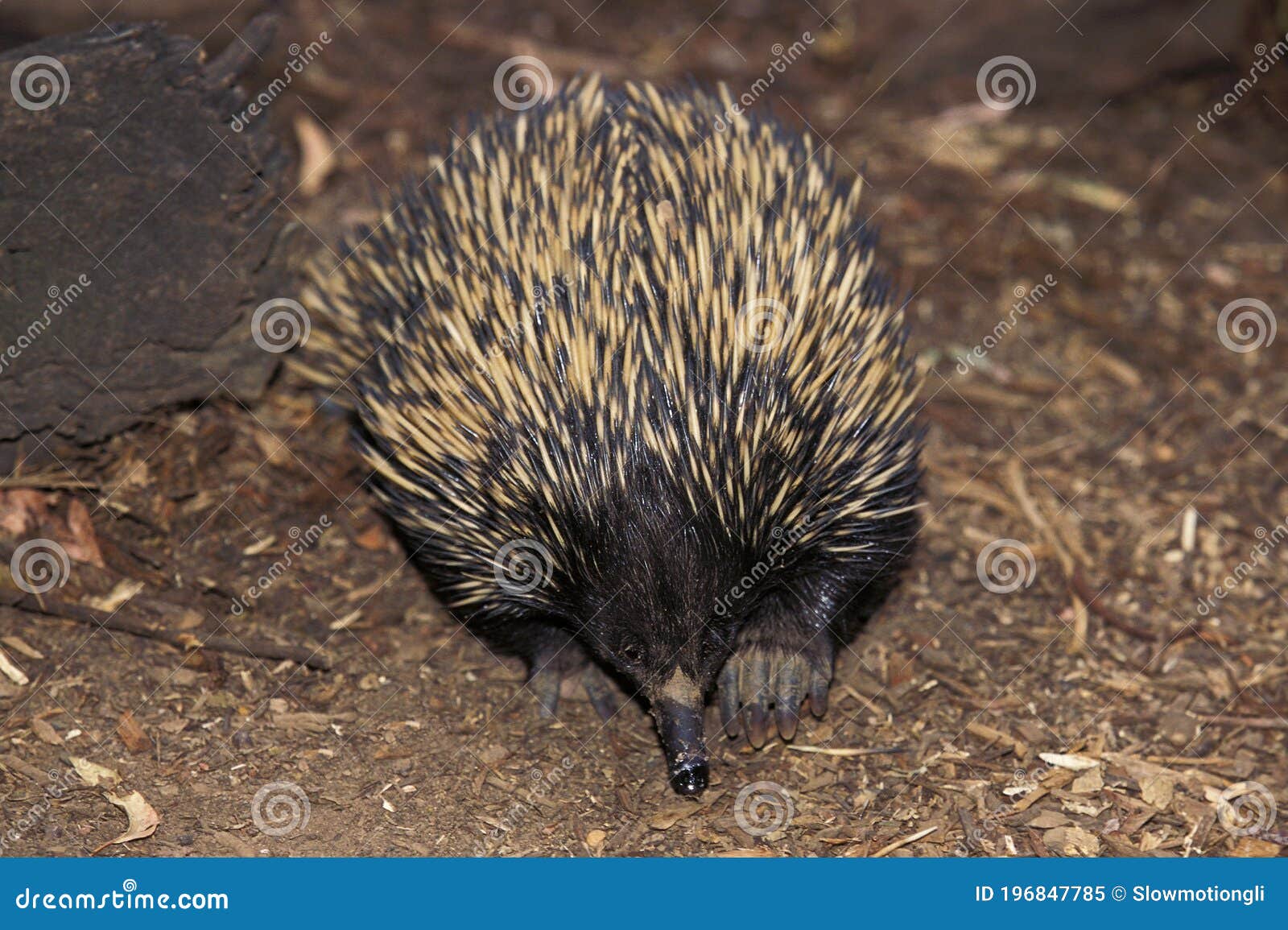 Short Beaked Echidna, Tachyglossus Aculeatus, Australia Stock Image ...