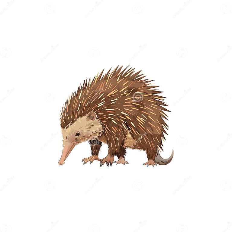 Short-Beaked Echidna. Vector Illustration Design Stock Illustration ...