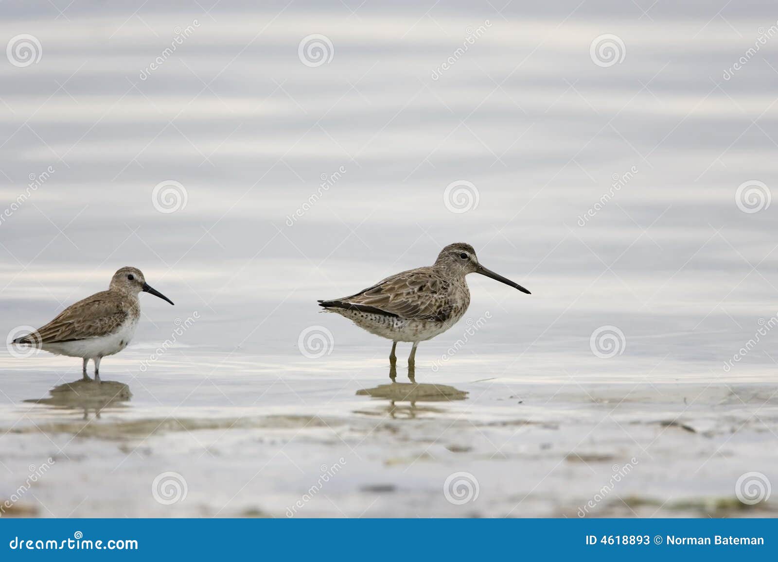 Short-billed Dowitcher and a Dunlin Stock Image - Image of bird ...