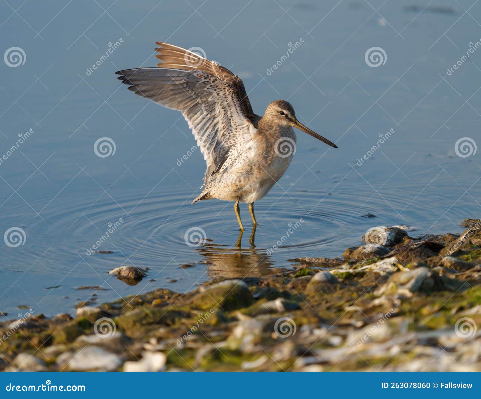 Short Billed Dowitcher Feeding at Seaside Beach Stock Photo - Image of ...