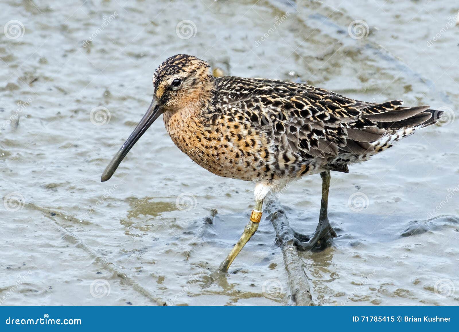 Short-billed Dowitcher stock image. Image of short, feathers - 71785415