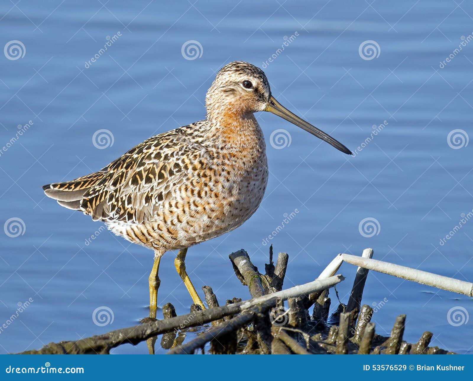 Short-billed Dowitcher stock image. Image of pond, birding - 53576529