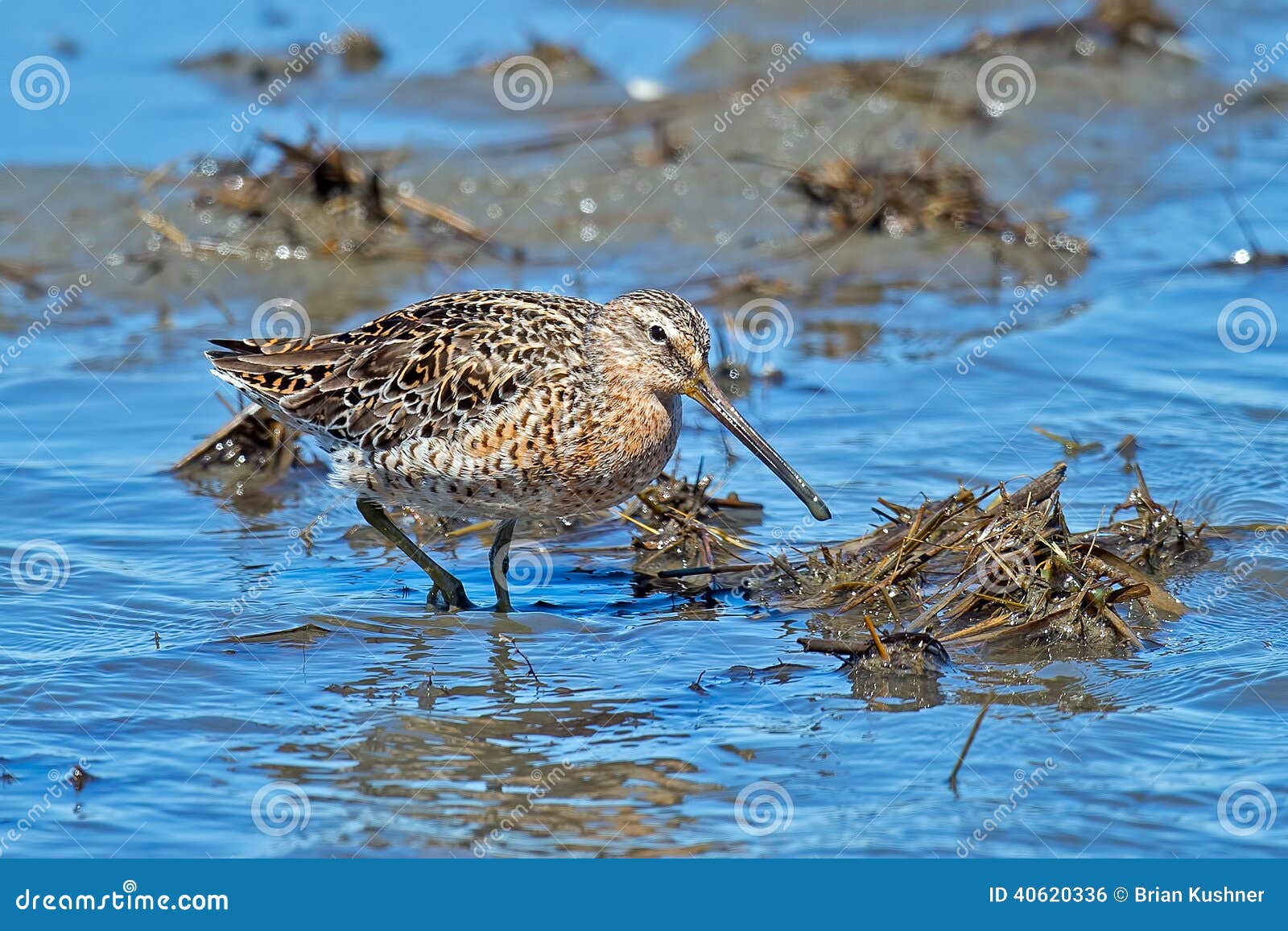 Short-billed Dowitcher stock photo. Image of standing - 40620336