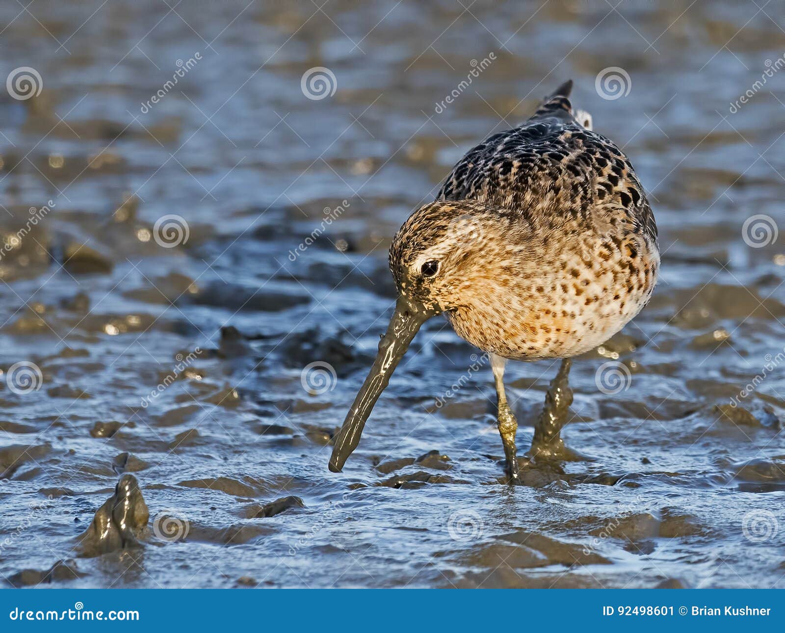 Short-billed Dowitcher stock image. Image of nature, short - 92498601