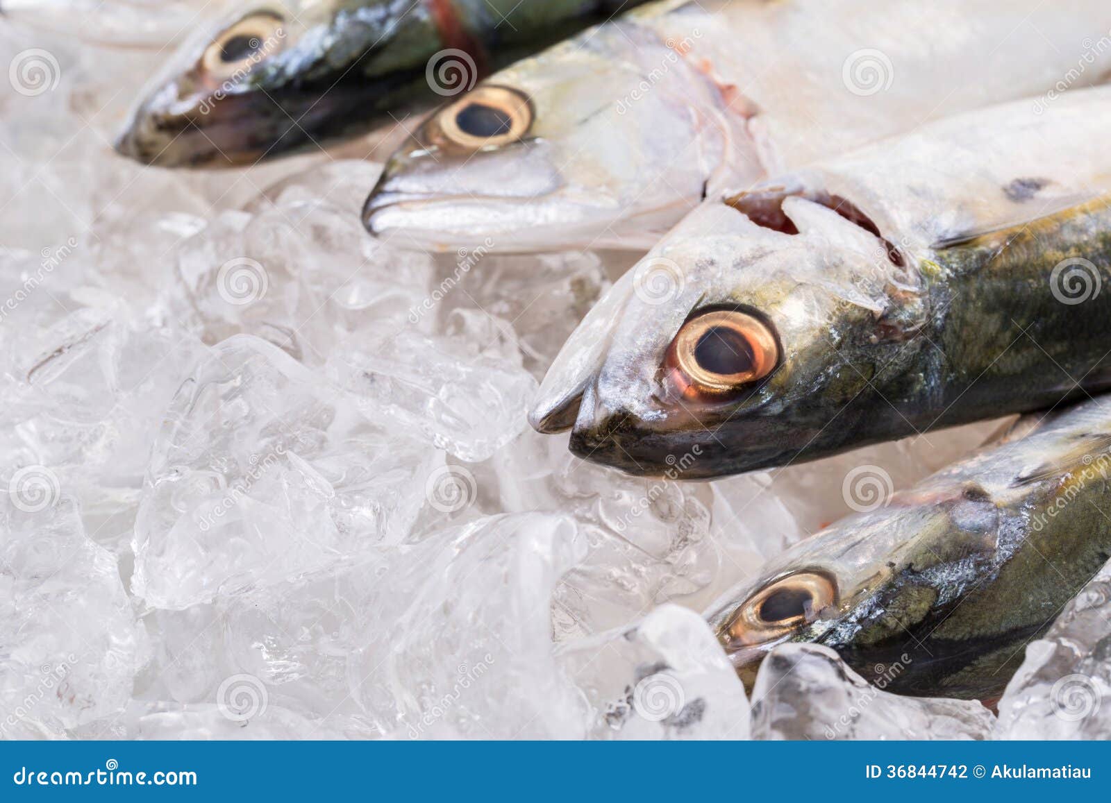 Short Bodied Mackerel on Ice I Stock Photo - Image of aquatic, diet ...