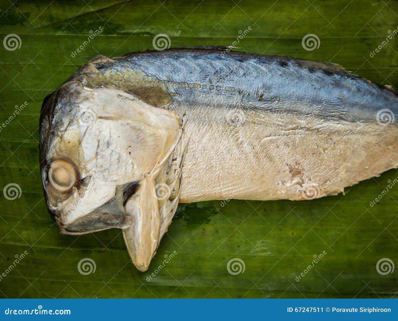 Short-bodied Mackerel ( Rastrelliger Brachysoma) Stock Image - Image of ...