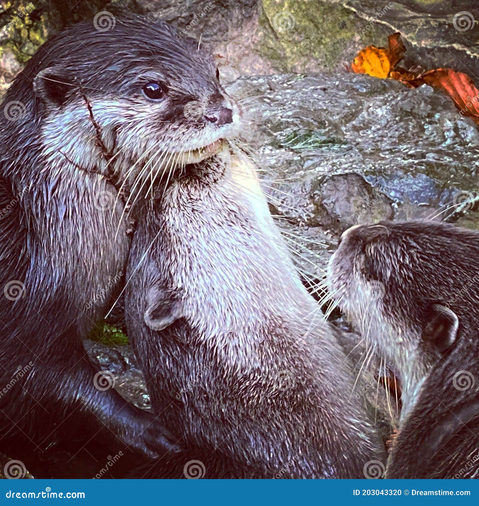 Short Clawed Otter Love stock photo. Image of otter - 203043320