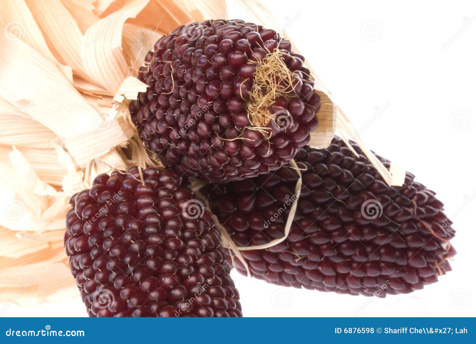 Short Cobs of Indian Corn stock photo. Image of fall, dried - 6876598