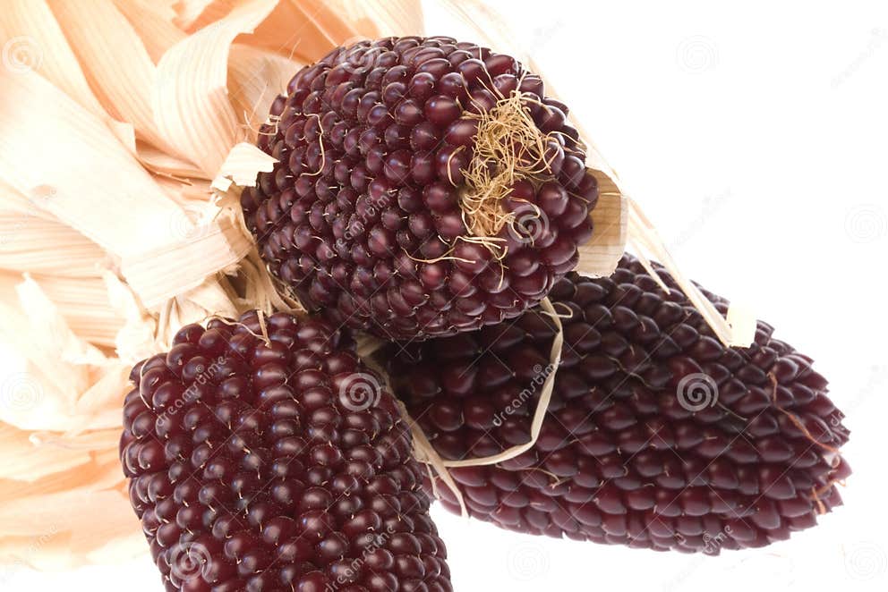Short Cobs of Indian Corn stock photo. Image of fall, dried - 6876598