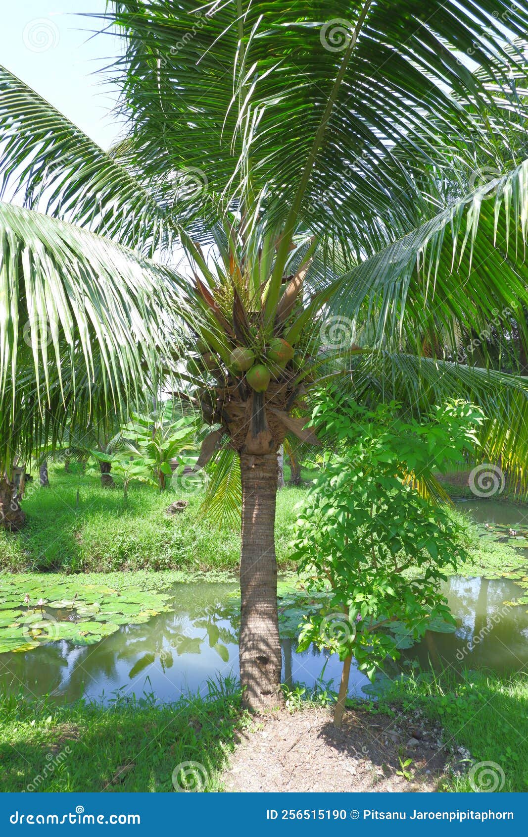 A Short Coconut Tree that Has Already Produced a Coconut. Stock Photo ...
