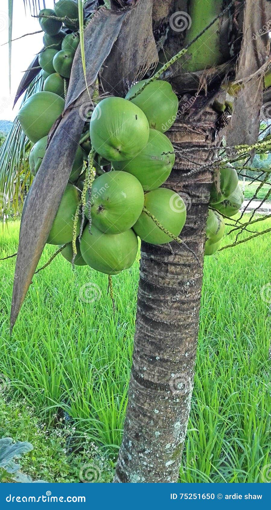 Short Coconut Tree in Malaysia Stock Photo - Image of green, malaysia ...