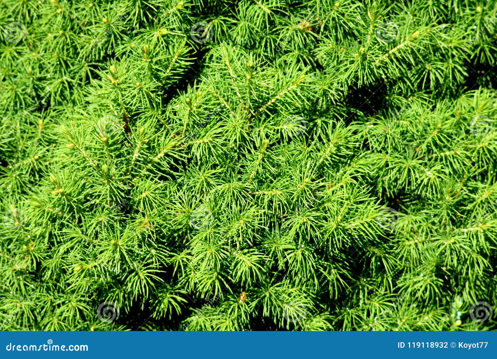Short conifers pattern stock photo. Image of garden - 119118932
