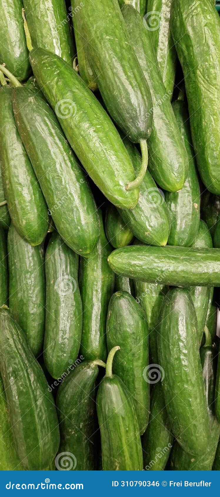 Short Cucumber Dark Green Arranged Side by Side Stock Photo - Image of ...