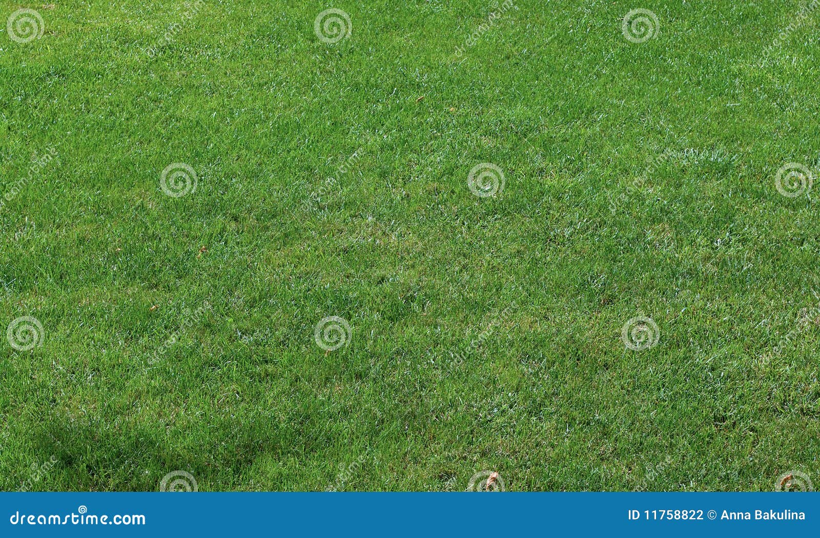 Short cut grass background stock photo. Image of lush - 11758822