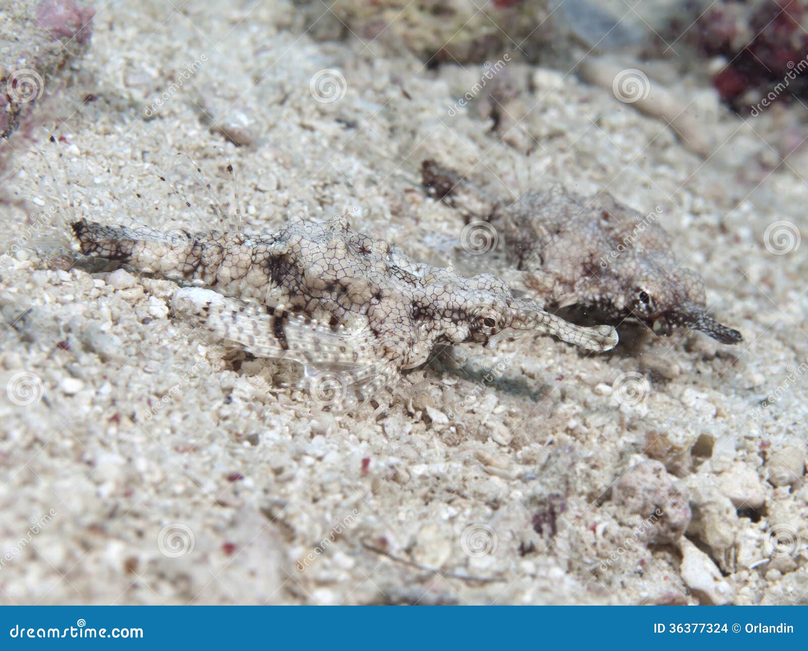 Short dragonfish stock photo. Image of fish, nature, world - 36377324