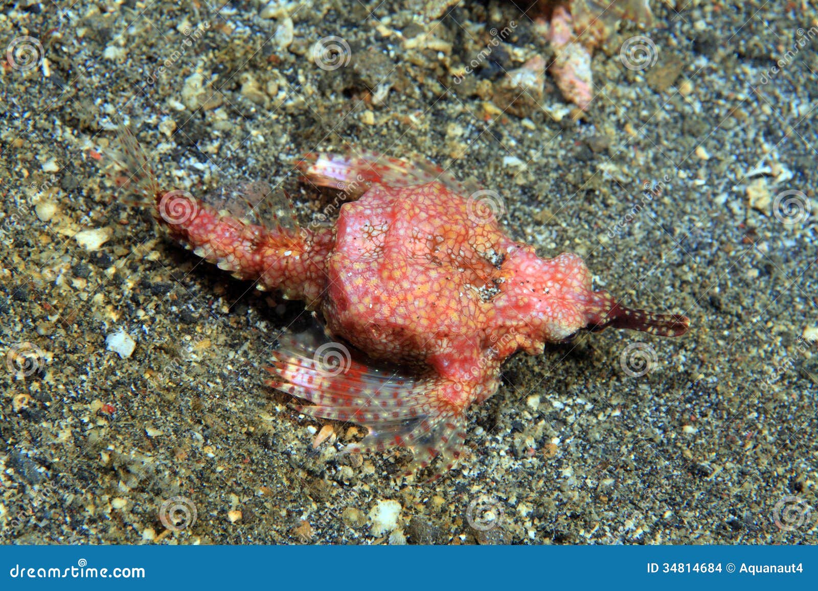 Short dragonfish stock photo. Image of eurypegasus, abnormal - 34814684