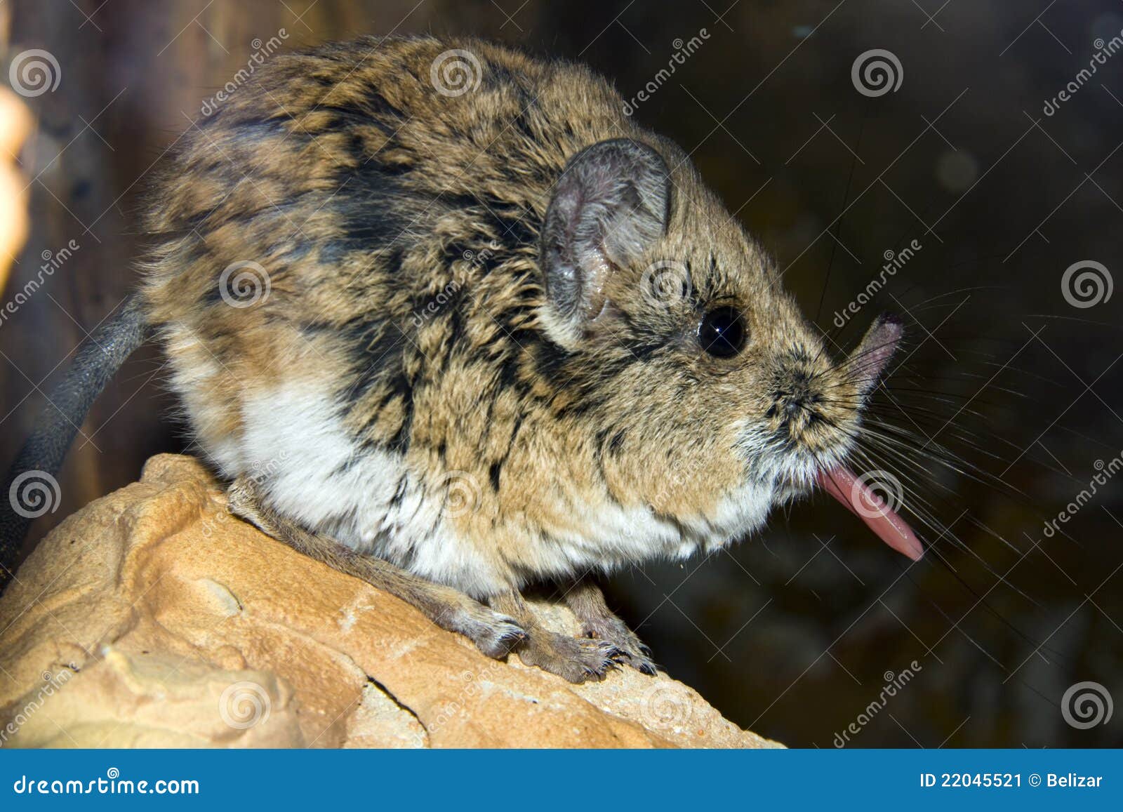 Short-eared Elephant Shrew and Its Tongue Stock Image - Image of eared ...