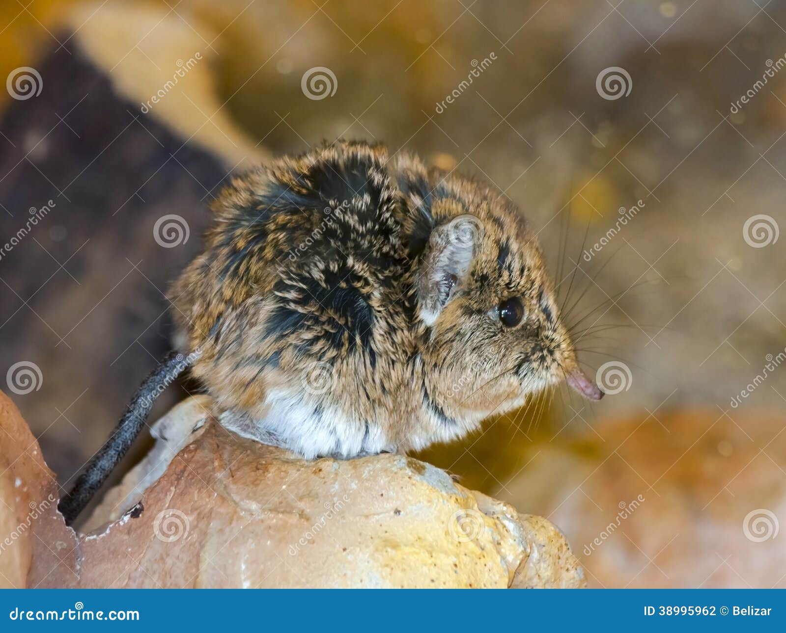 Short-eared elephant shrew stock photo. Image of mouse - 38995962