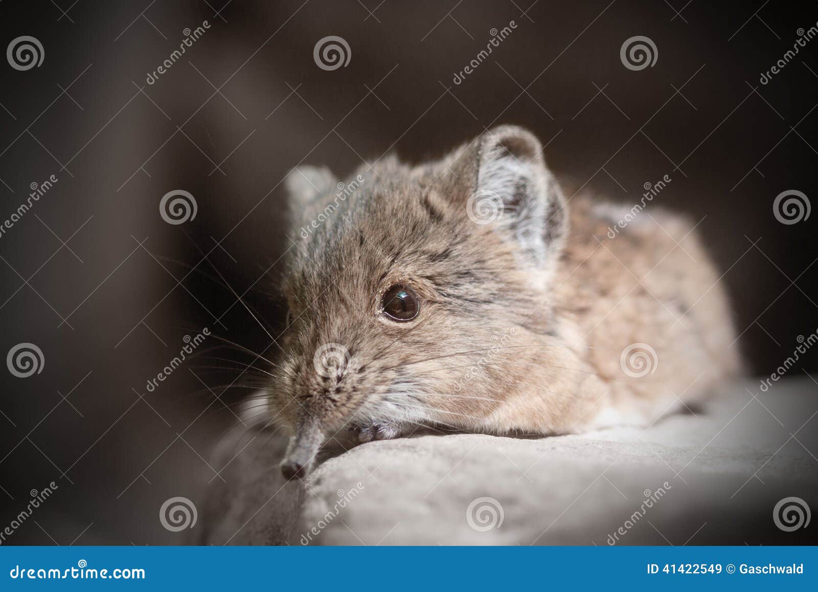 Short-eared Elephant Shrew (Macroscelides Proboscideus) Stock Image ...