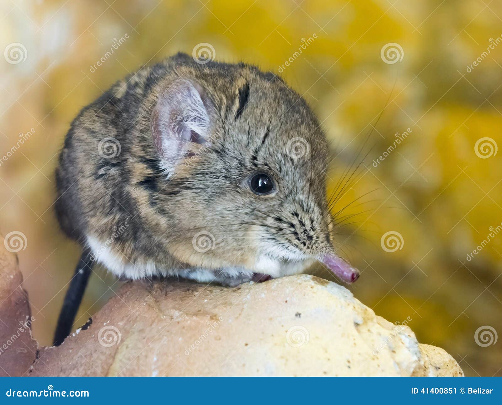Short-eared Elephant Shrew (Macroscelides Proboscideus) Stock Image ...