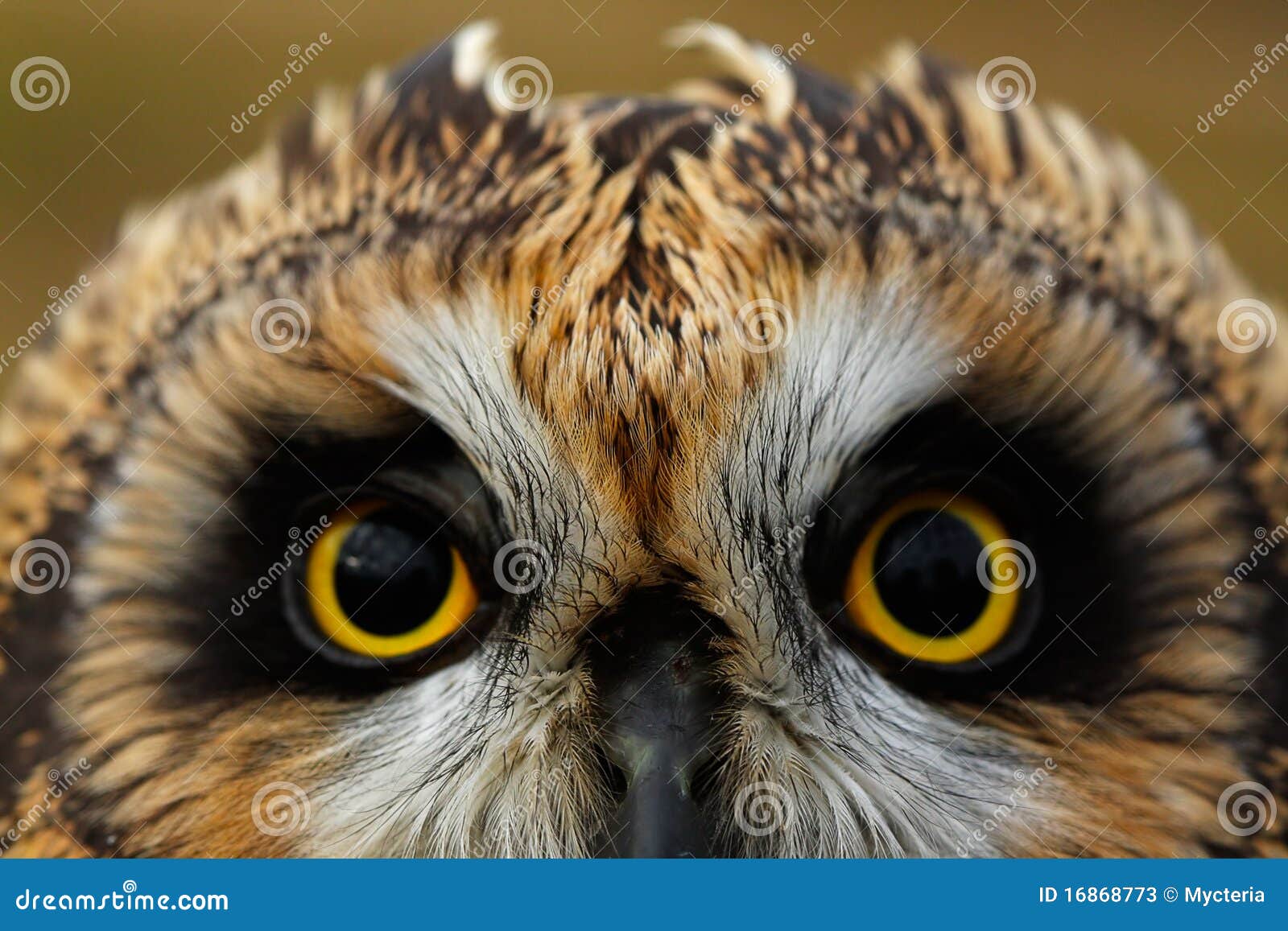 Bat-eared Fox Stock Image | CartoonDealer.com #78561817