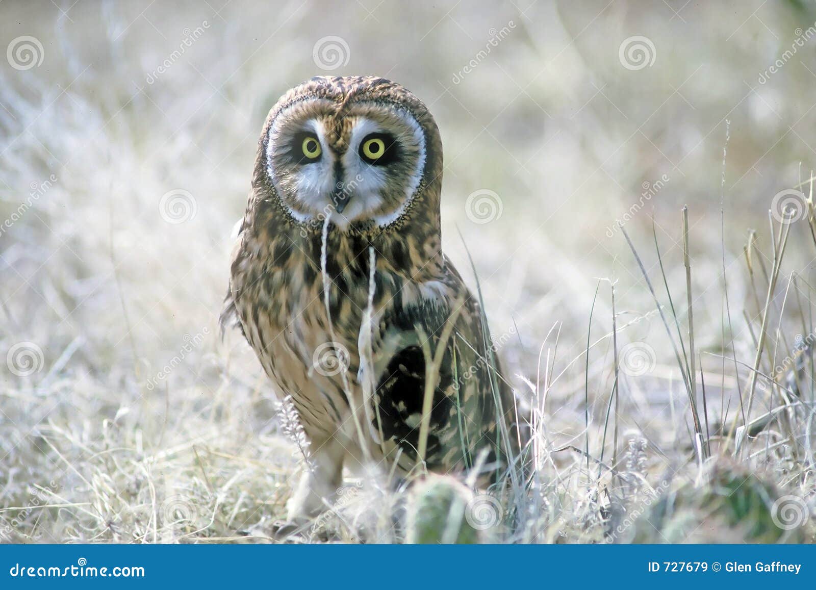 Short eared owl stock image. Image of stare, owls, raptors - 727679