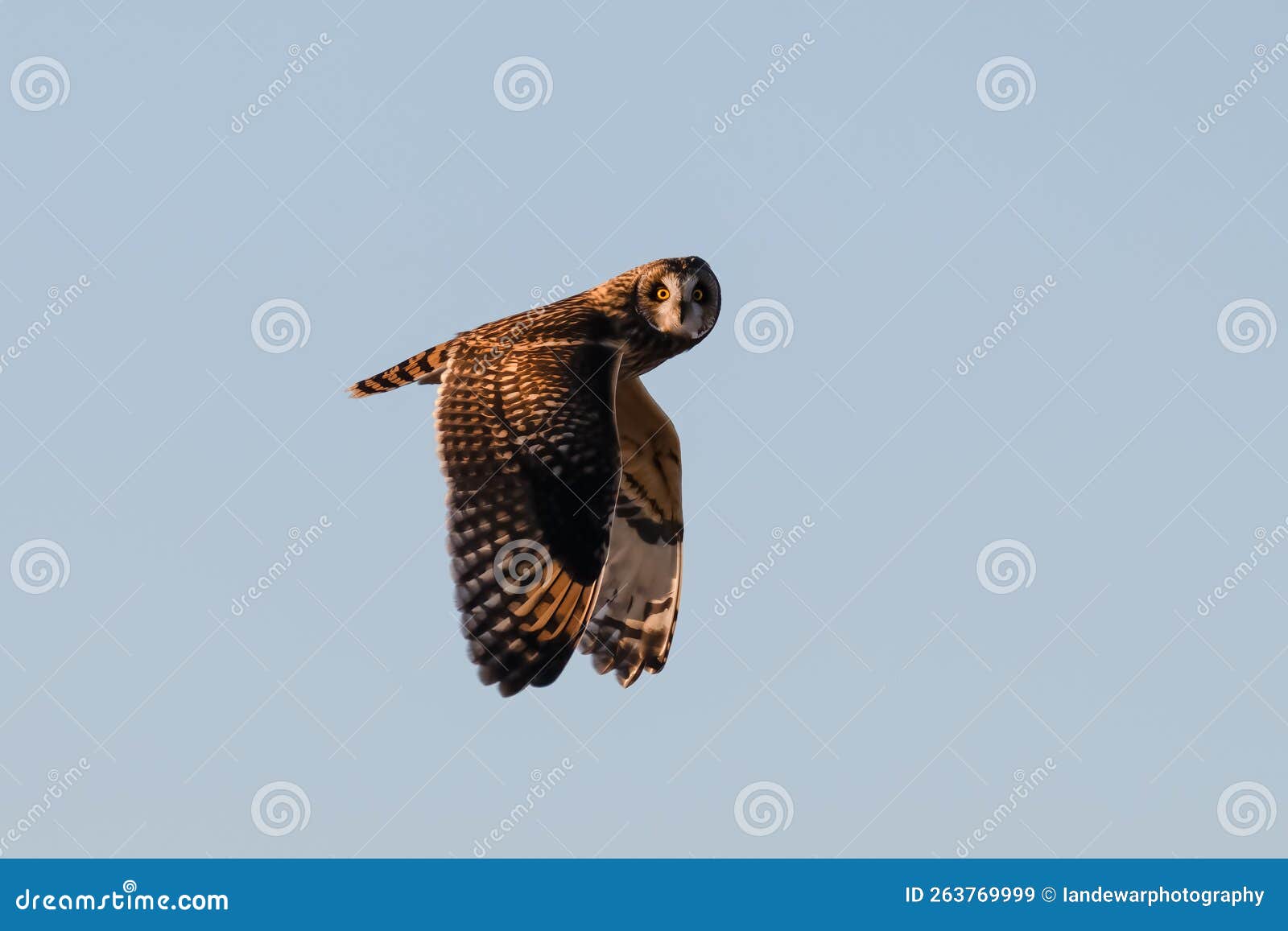 Short Eared Owl in Flight with Wings Lowered Stock Image - Image of ...