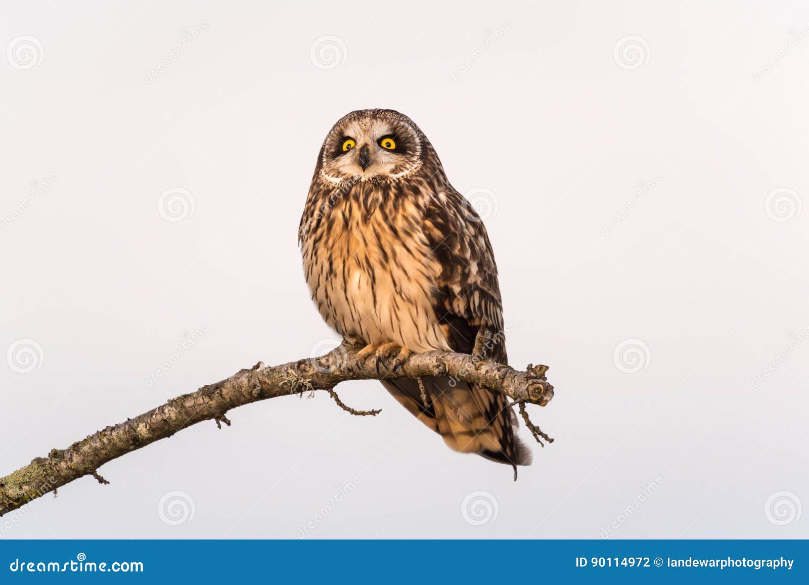 Short-eared Owl Resting stock photo. Image of horizontal - 90114972