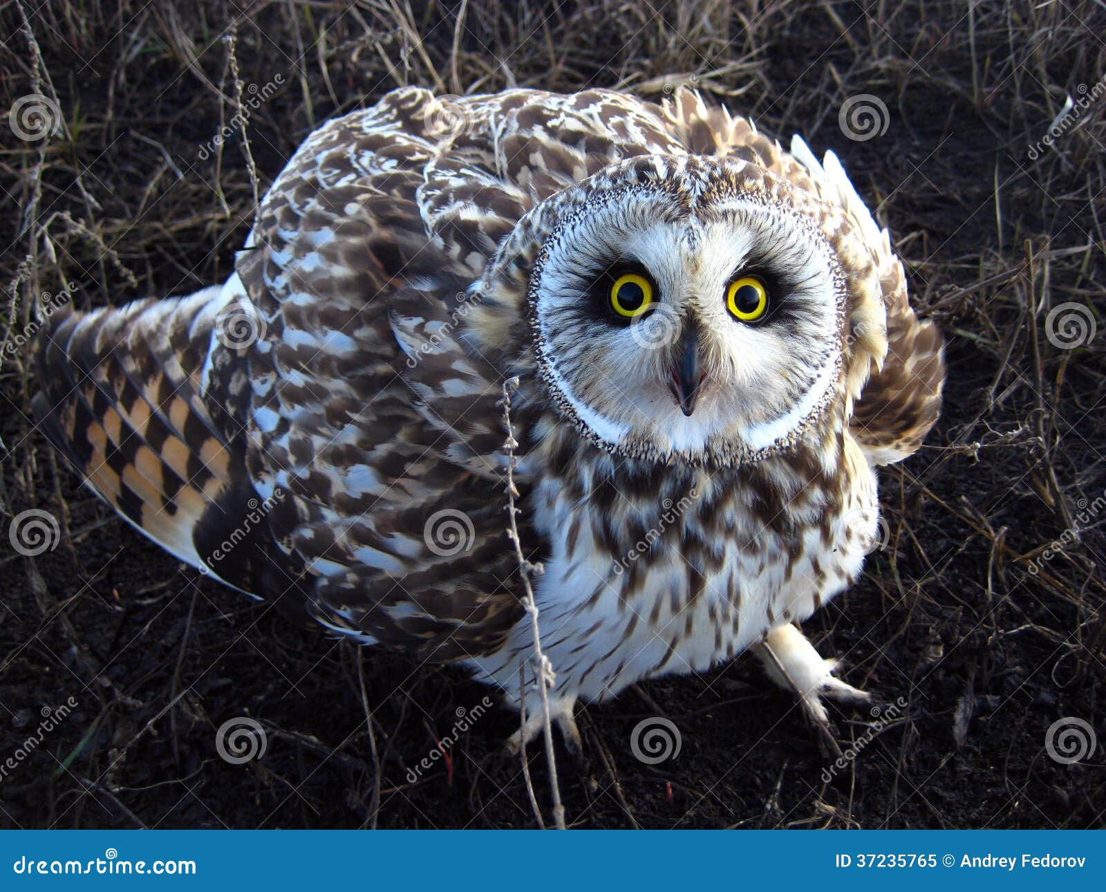Short-eared owl stock image. Image of feathers, predator - 37235765