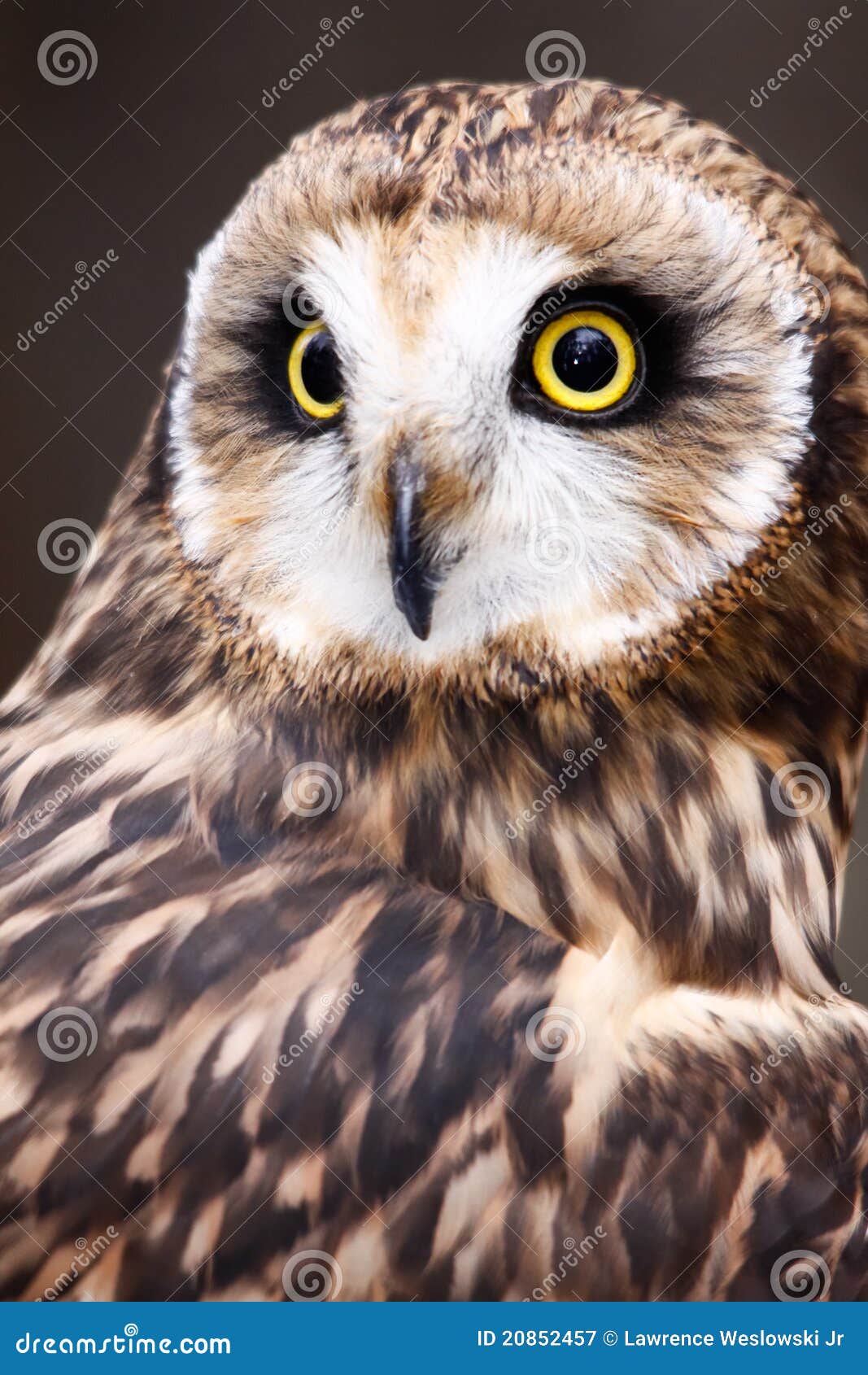 Short-eared Owl with Yellow Eyes Stock Image - Image of asio, predator ...